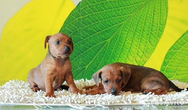 Солнечные детки