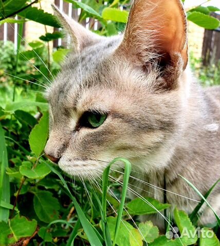 Кот в добрые руки