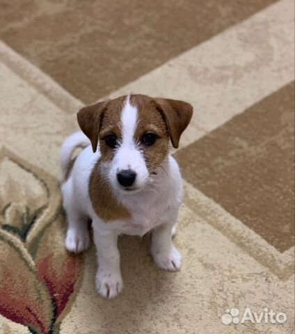 Джек Рассел терьер