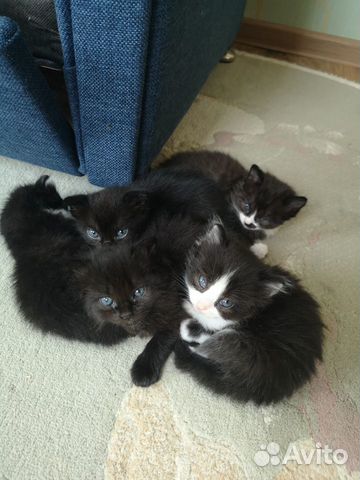 Отдам котят в хорошие руки