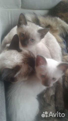 Сиамские котята