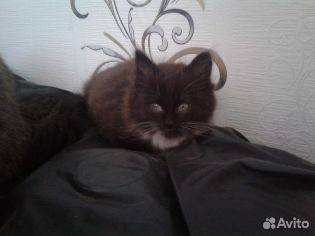 Отдам сибирскую кошечку