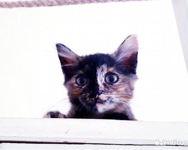 Котенок 3х цветный на счастье