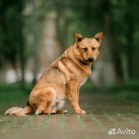 Лисенок в добрые руки