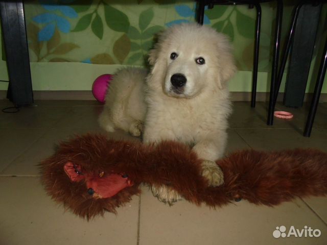 Мареммо-абруцкой овчарки щенки