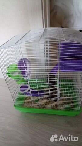 Хомяк в добрые руки