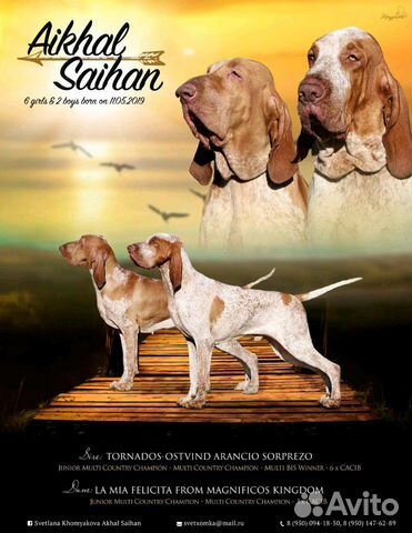 Щенки Бракко Итальяно