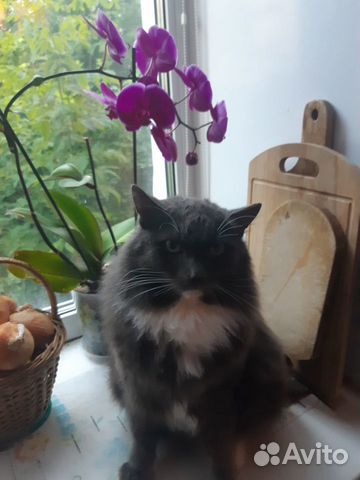 Боня и Хоттабыч ищут дом, в добрые руки