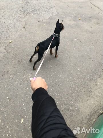 Пинчер девочка в дар в добрые руки