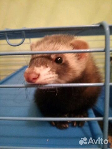 Продаю хорька (девочку) + клетка