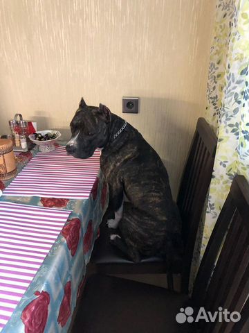 Кавалер ищет даму для вязки