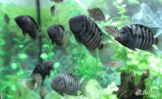 Цихлида чернополосая