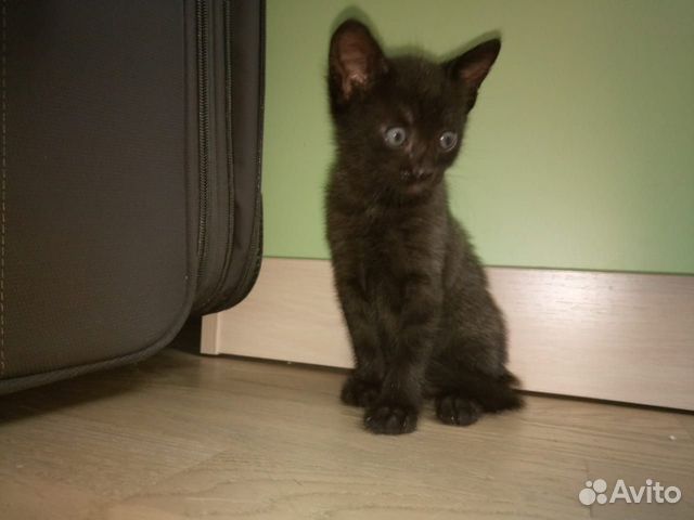 Котенок-мышелов