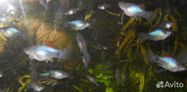 Рыбки,растения,креветки,улитки