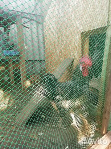 Яйцо, цыплята