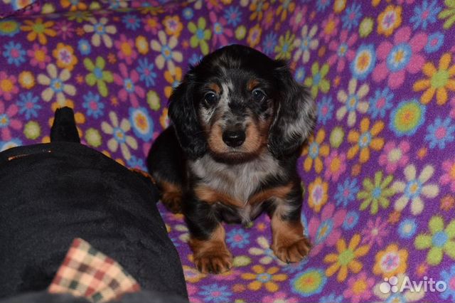 Щенки длинношерстной миниатюрной/кроличьей таксы