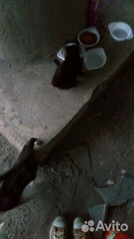 Кошечка и подросток котенок на улице