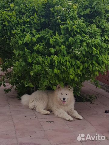 Продам собаку Самоед