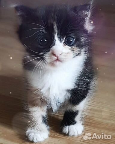 Отдам Эгейского котенка, в добрые руки
