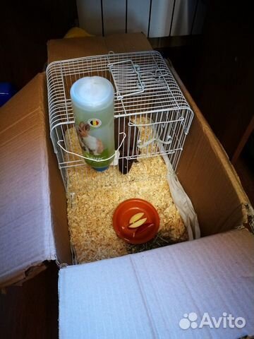 Морская свинка (молодой свин)