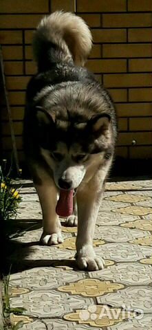Аляскинский маламут
