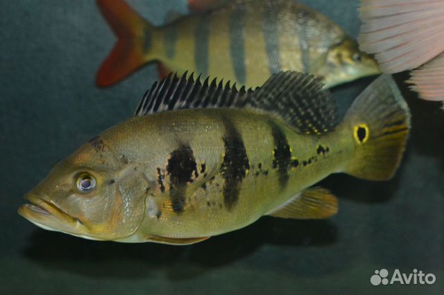 Цихла келбери и азул