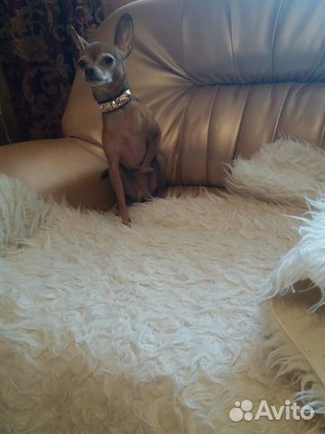 Вязка мини тойчика