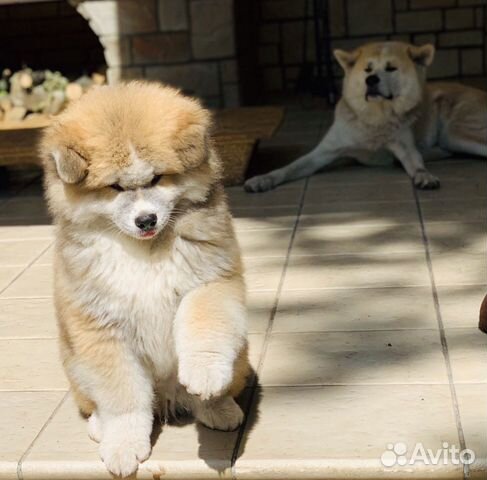 Длинношерстные малыши акита-ину. Мальчик и девочка