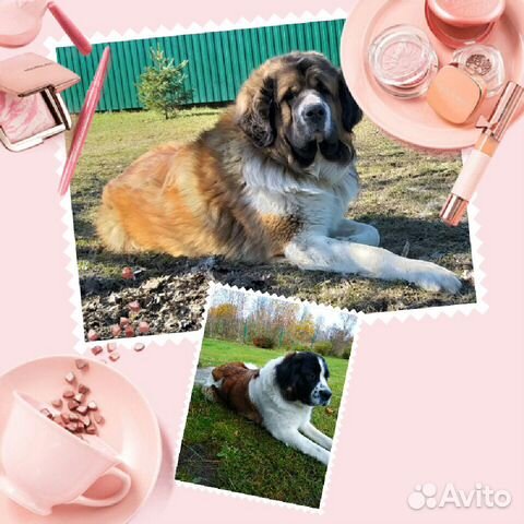 Щенки московской сторожевой