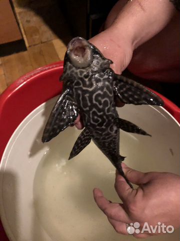 Сомика в добрые ручки без аквариума