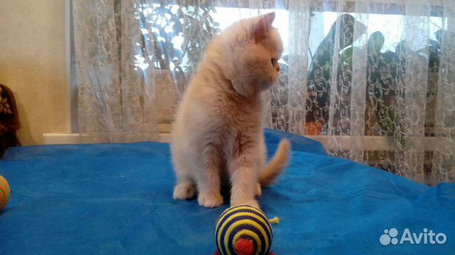 Котята экзоты