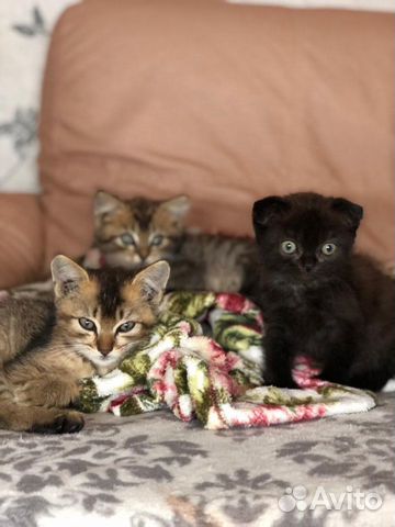 Британские котята