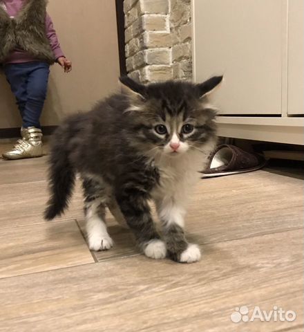 Котёнок
