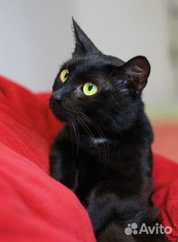 Шикарный котофей Вениамин