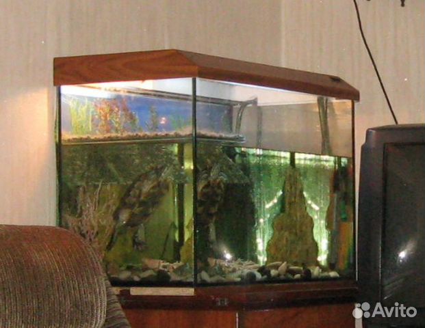 Аквариум + 2 красноухие черепахи
