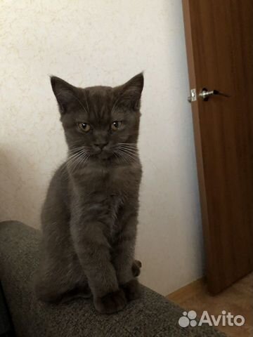 Чистокровная Британка