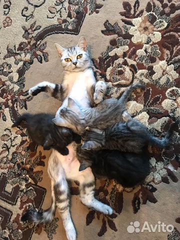 Котята скотиш страйт