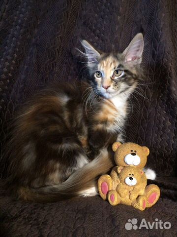 Котята Мейн-кун