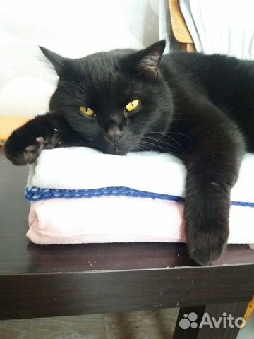 Котик в хорошие руки