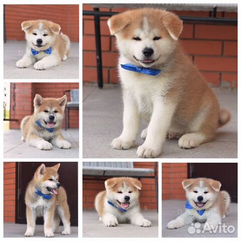 Японская Акита, щенки