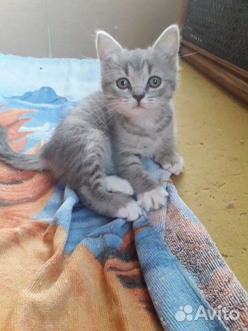 Мраморная девочка(Британка)