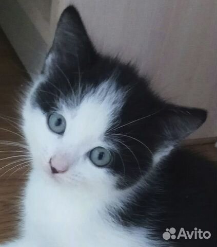 Брюс Великолепный