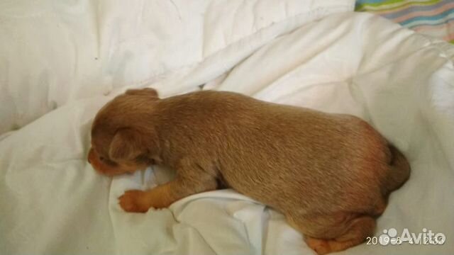 Лиловое очарование