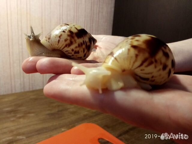 Улитки и улитята Ахатина