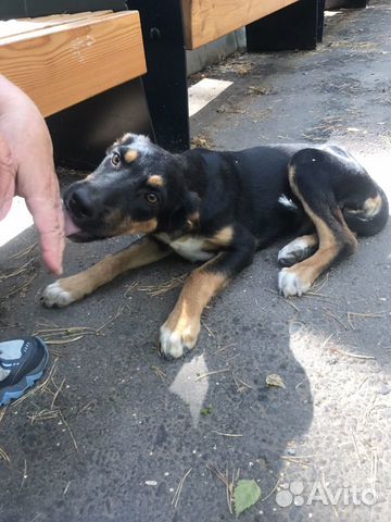 Милый щенок ищет дом