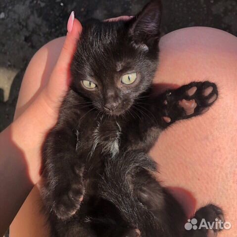 Очень добрый котёнок