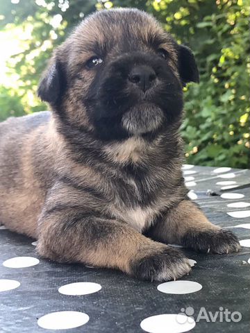 Девочка, метис восточноевропейской овчарки