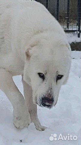 Чемпион на вязку