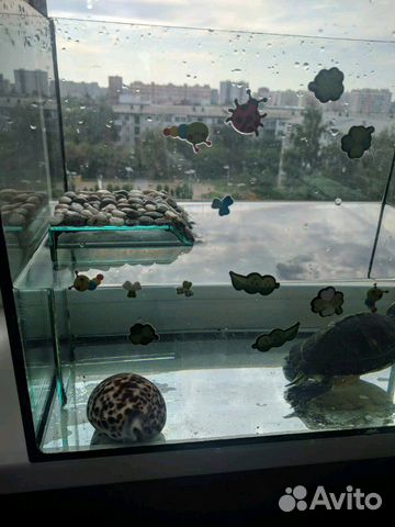 Черепаха водяная с аквариумом