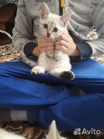 Отдадим даром котят